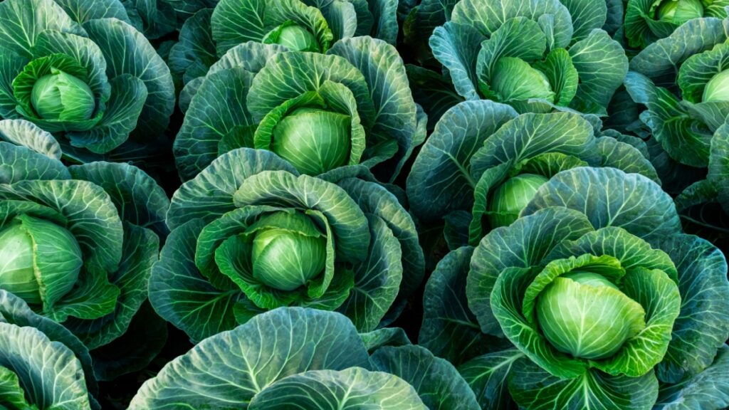 20 Vegetables That Boost Your Metabolism Naturally