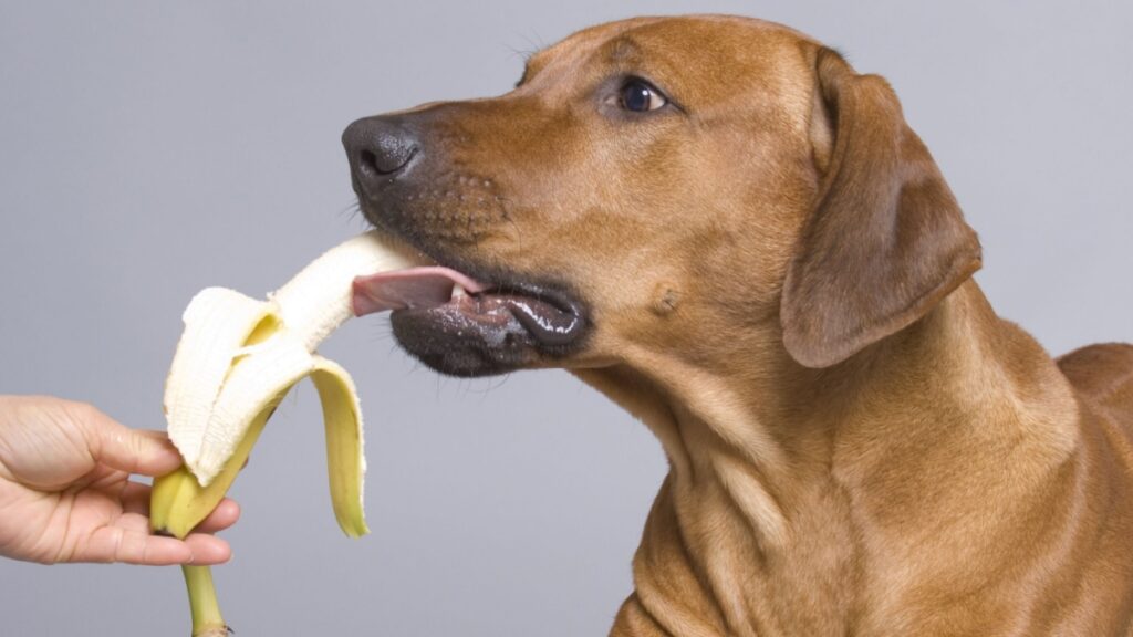 15 Super Safe Produce Picks That Are Low on Pesticides and High on Flavor