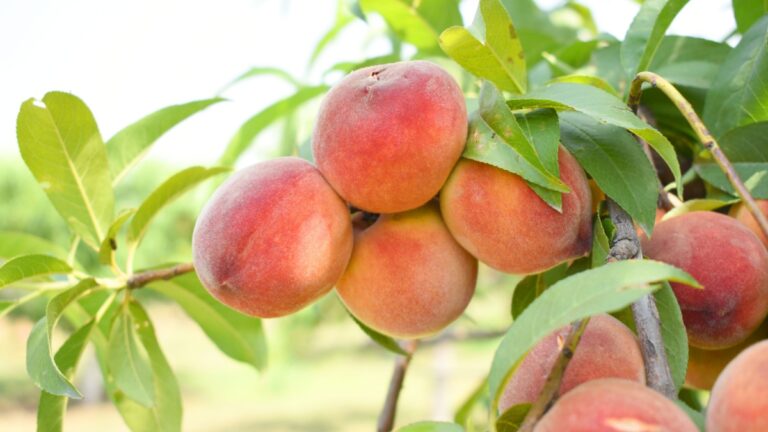 15 Fruits You Should Definitely Try to Eat Frozen (Not Fresh)