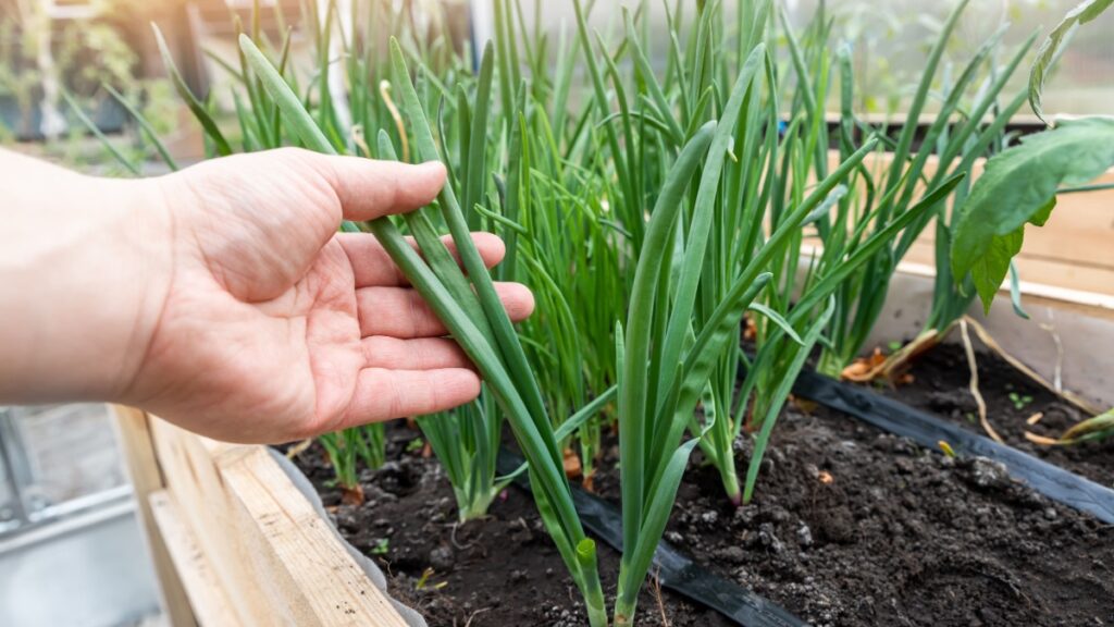 20 Vegetables That Are Considered to Be Nutrient "Powerhouses" by the CDC