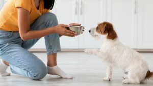 7 Ways to Be a Home Chef for Your Pet