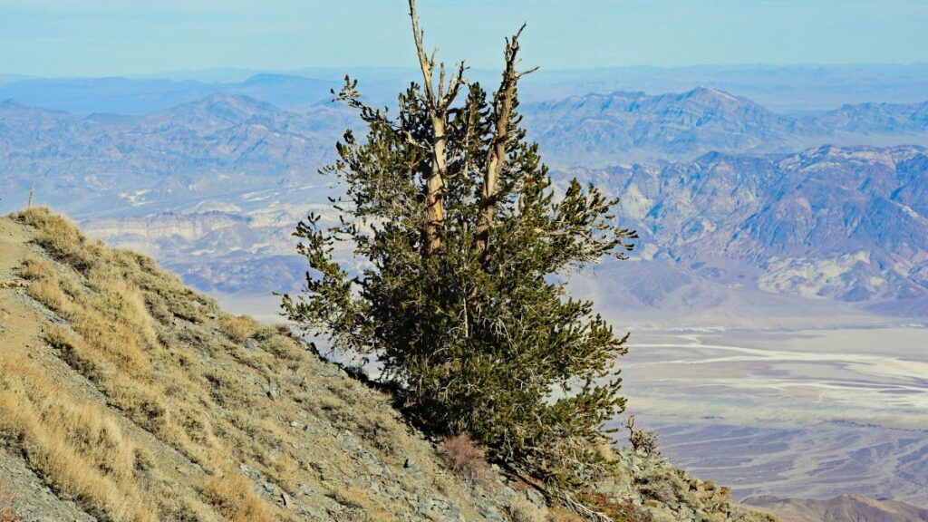 Bristlecone Pines– The World’s Longest-Living Things– and 12 Places To ...