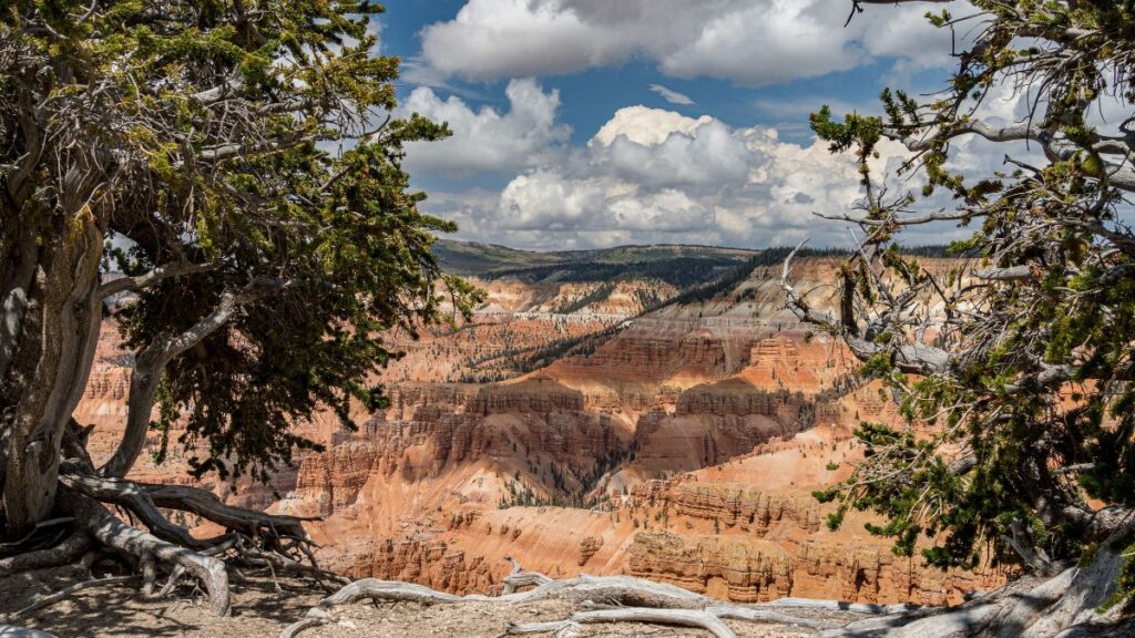 Bristlecone Pines– The World’s Longest-Living Things– and 12 Places To ...