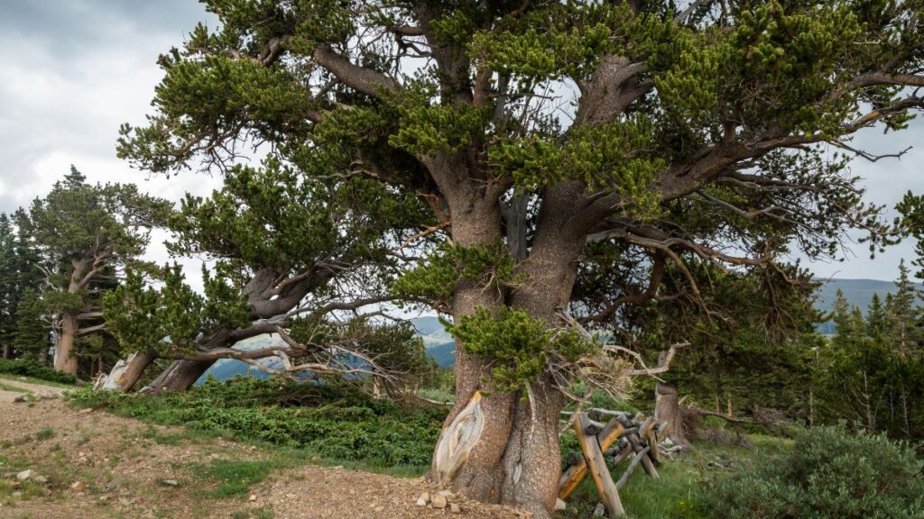 Bristlecone Pines– The World’s Longest-Living Things– and 12 Places To ...